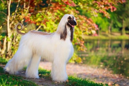 Hound Dog Breeds: Everything you need to know