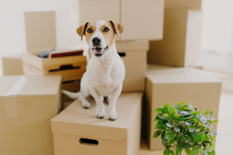 A Guide For Dog Owners To Move Their Pets