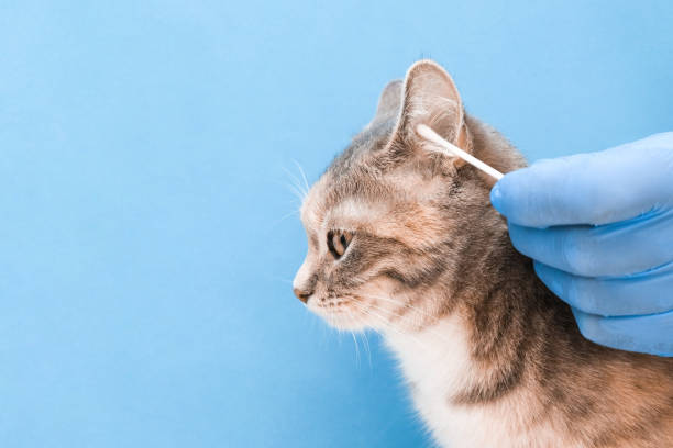 Cat DNA Test Guide: Breed, Health & Genetics Explained