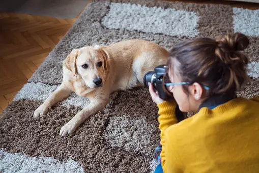 What is the Best Camera for Pet Photography and Portraits?